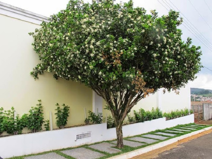 10 árvores que você mesmo pode plantar na sua calçada – Primeira Página 10 árvores que você mesmo pode plantar na sua calçada – Primeira Página